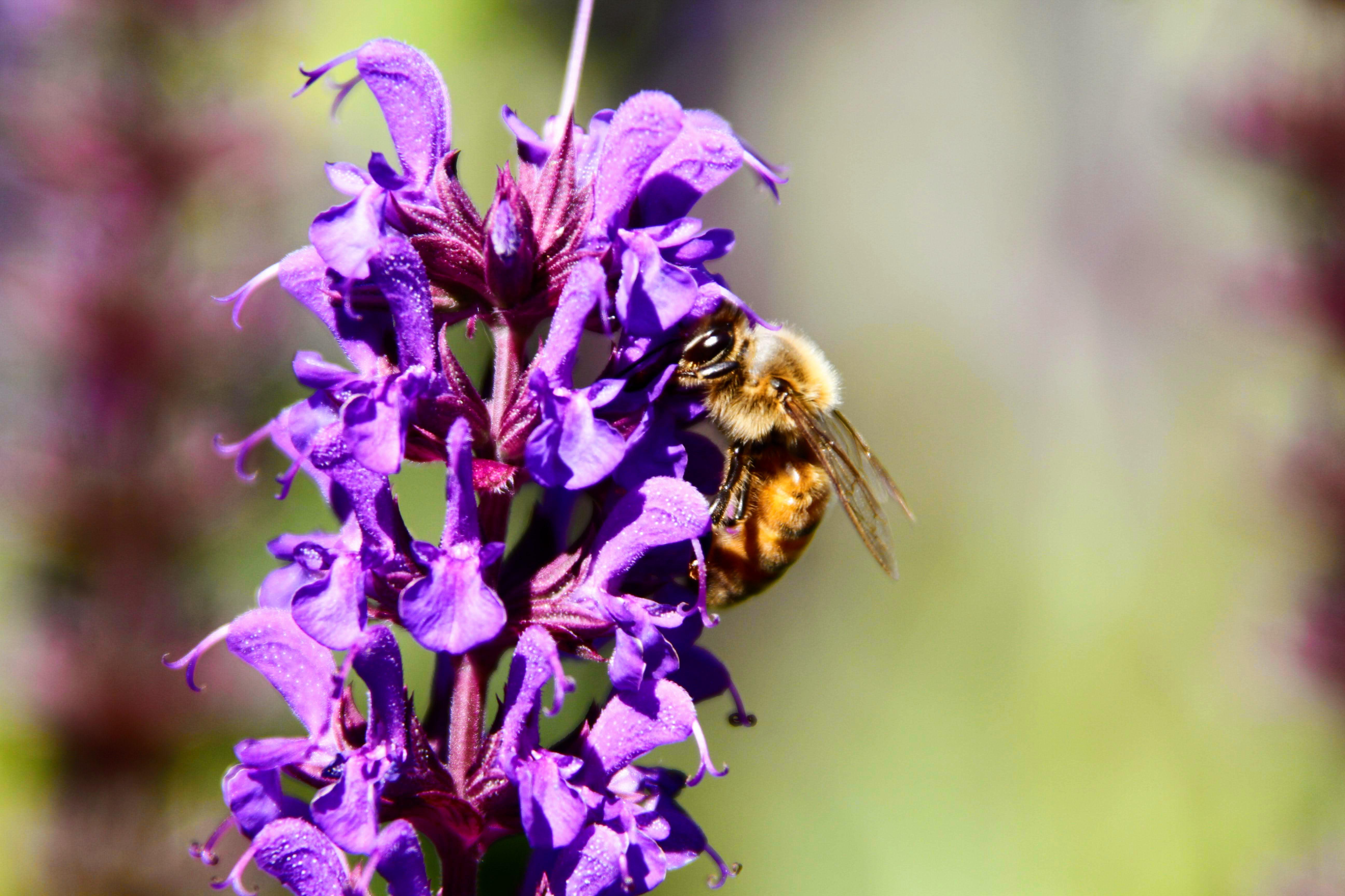 Another bee OC | Scrolller