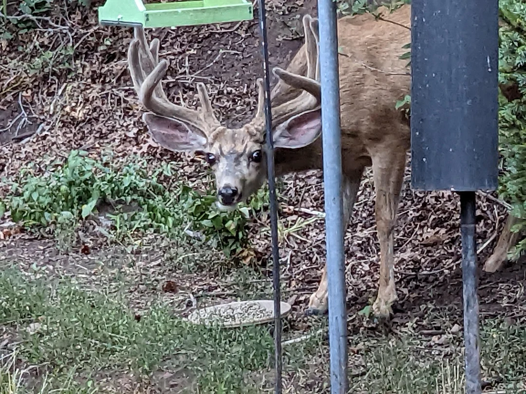 nightly visitor | Scrolller