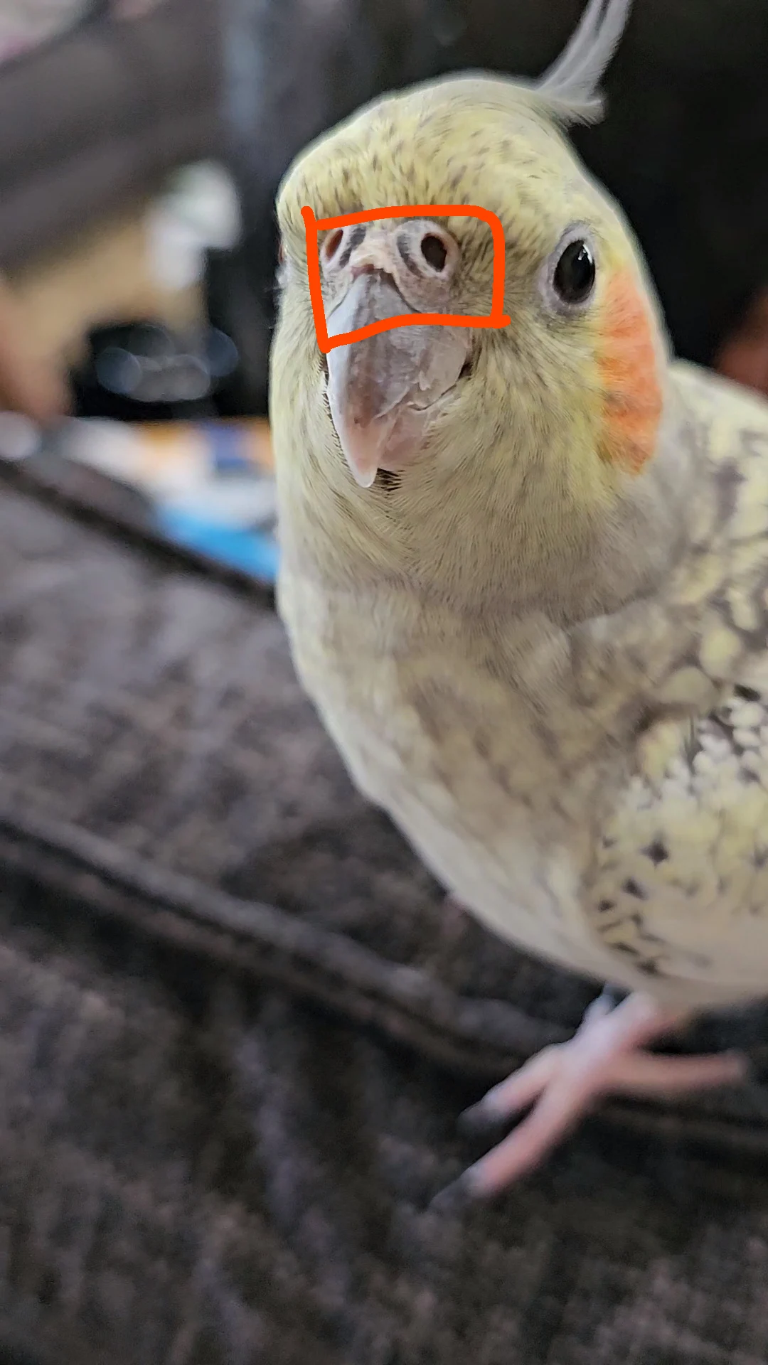 Does this look normal? | Scrolller