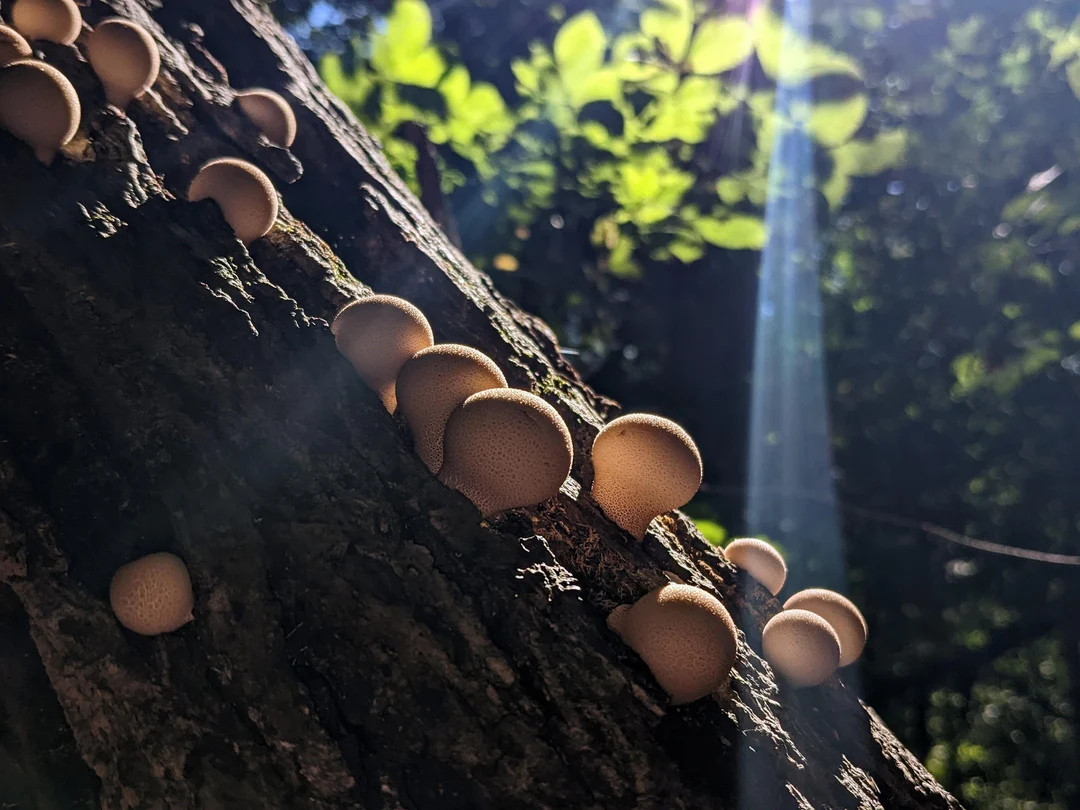 a puffball family on a tree | Scrolller