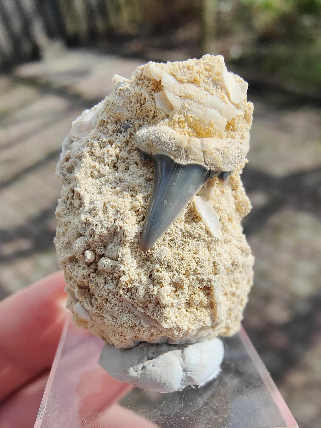 First repair I did, that I can live with.. Cretalamna, Upper-Cretaceous, Maastrichtian, the ...