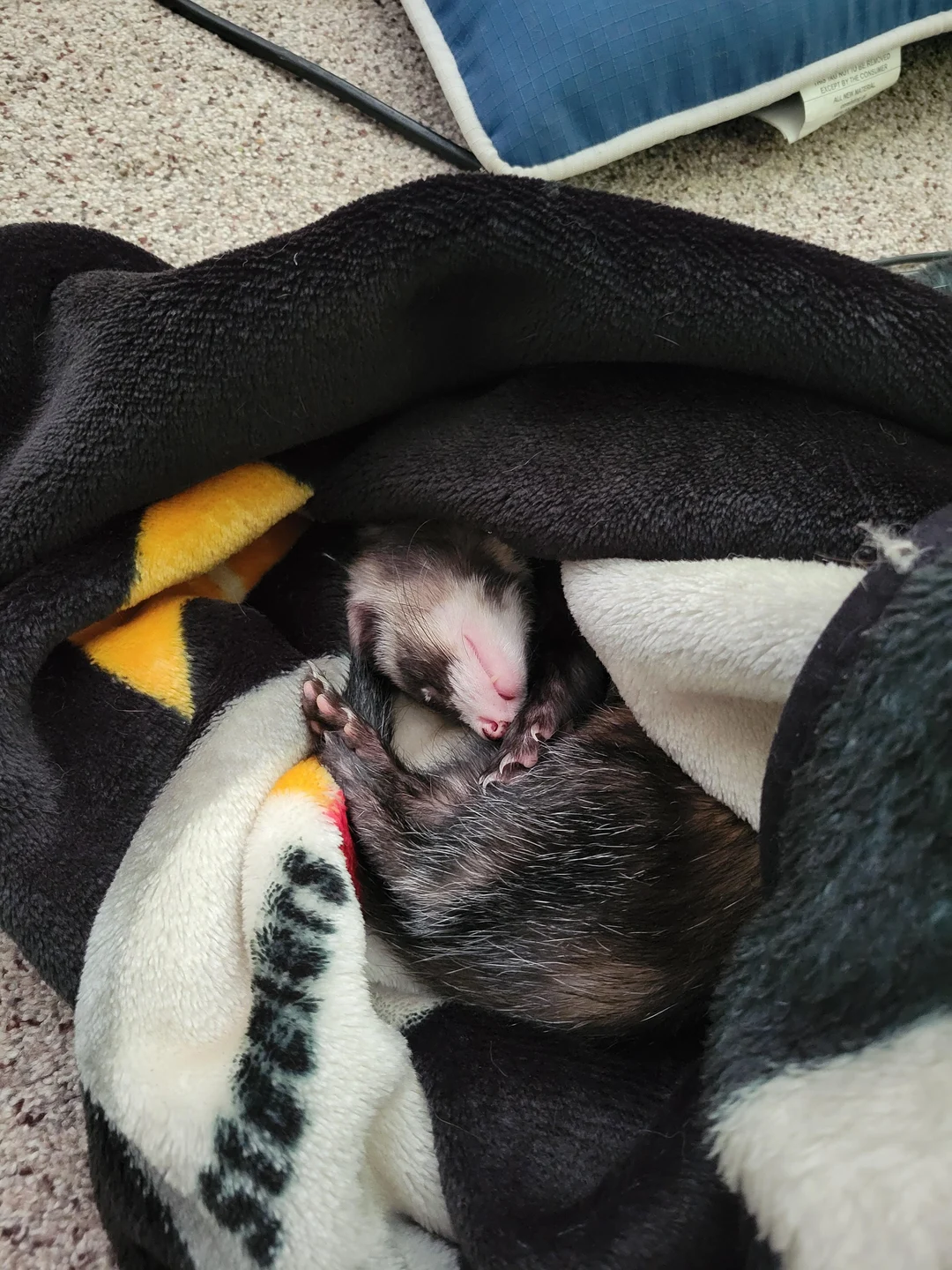 Sick ferret HELP! | Scrolller