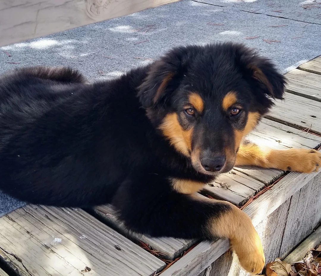 the newest pupper in the house. | Scrolller