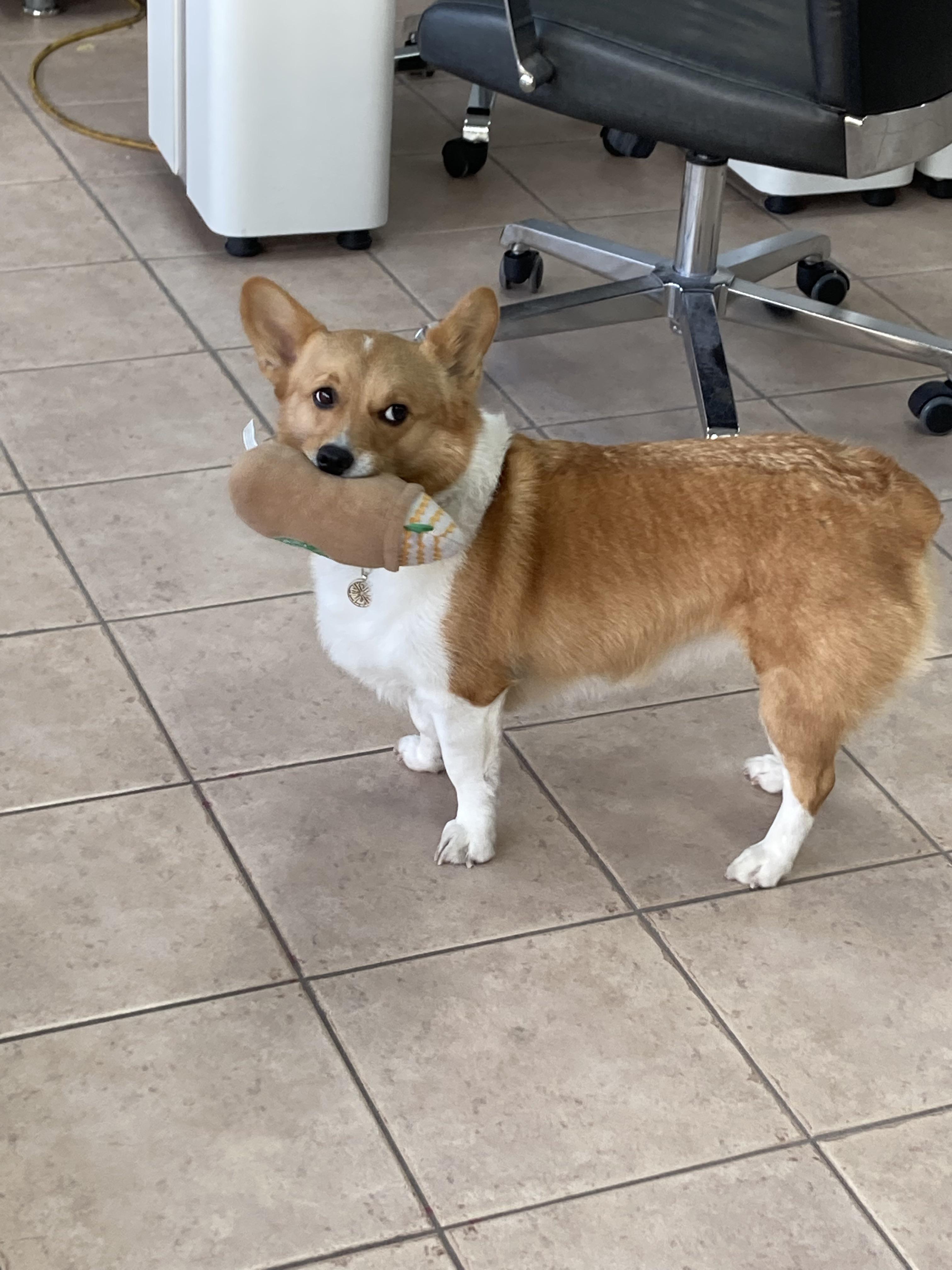 Shop Corgi wants to play | Scrolller