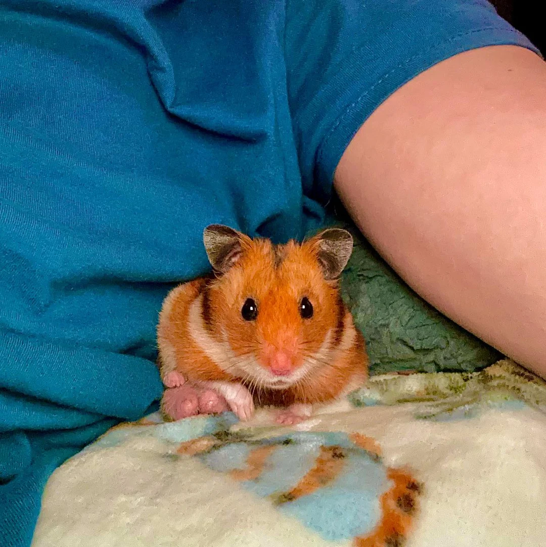 My hammy using his bean bags as an arm rest 😭 | Scrolller
