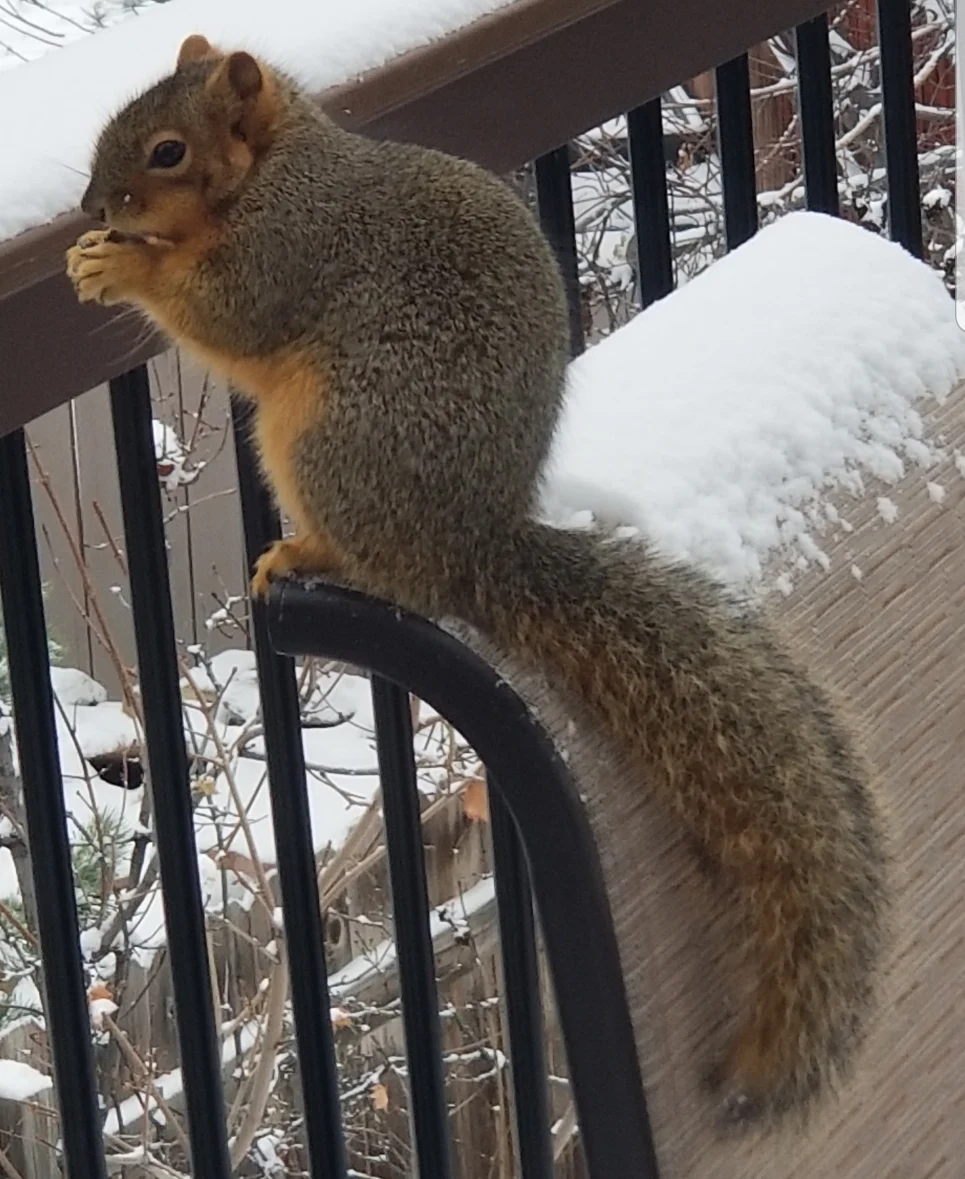 Happy Squirrel Appreciation Day! | Scrolller