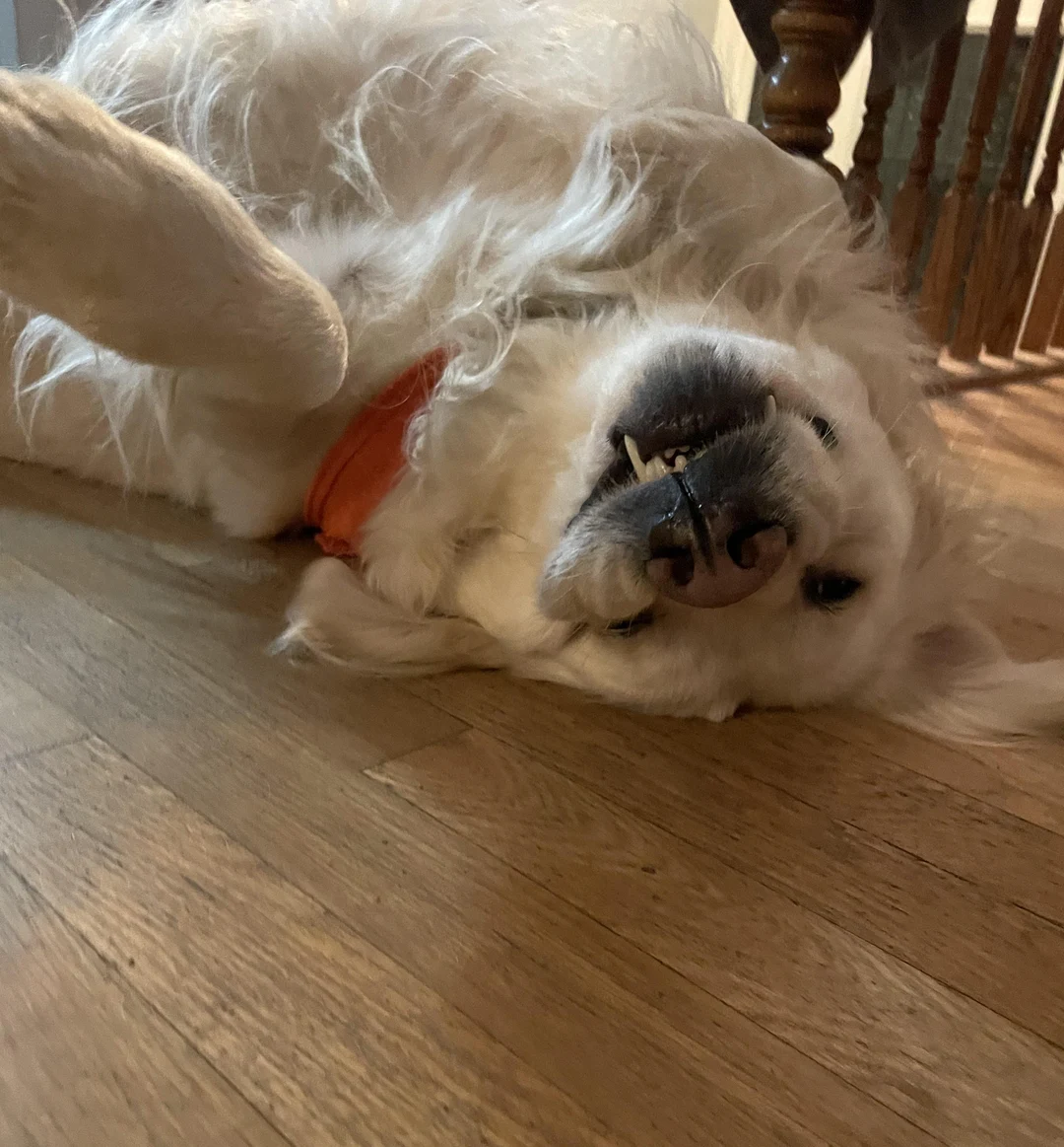 meet leo, one of the derpiest boys ever | Scrolller