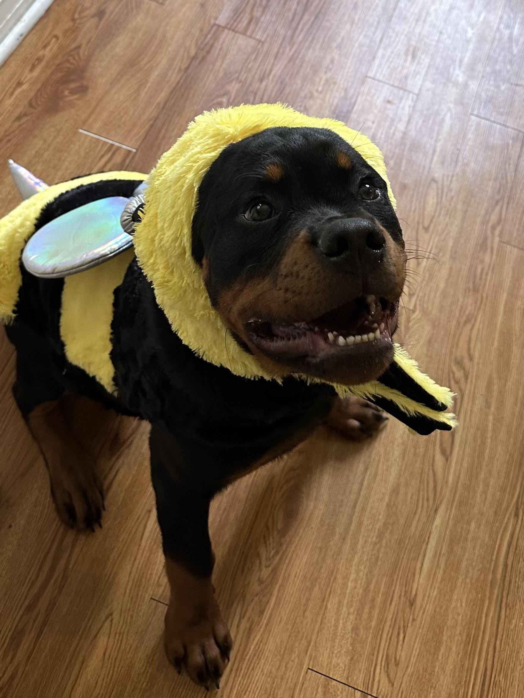Moose has turned into a bee!! | Scrolller