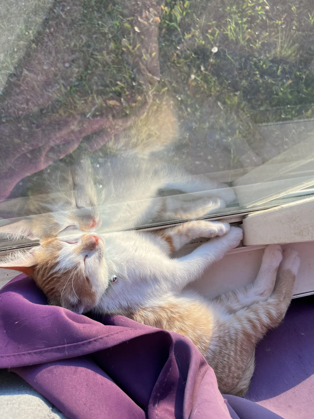 Cheets (Cheeto) | Scrolller