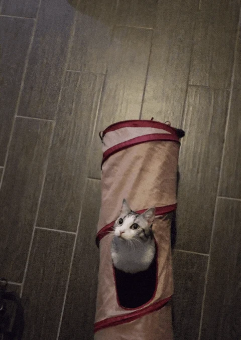 Someone is excited to have their hidey hole back. | Scrolller