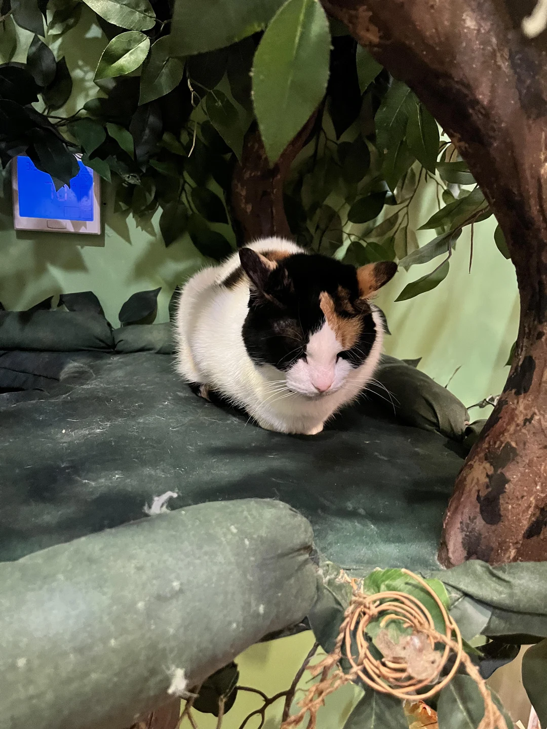 sleepy loaf in the tree | Scrolller