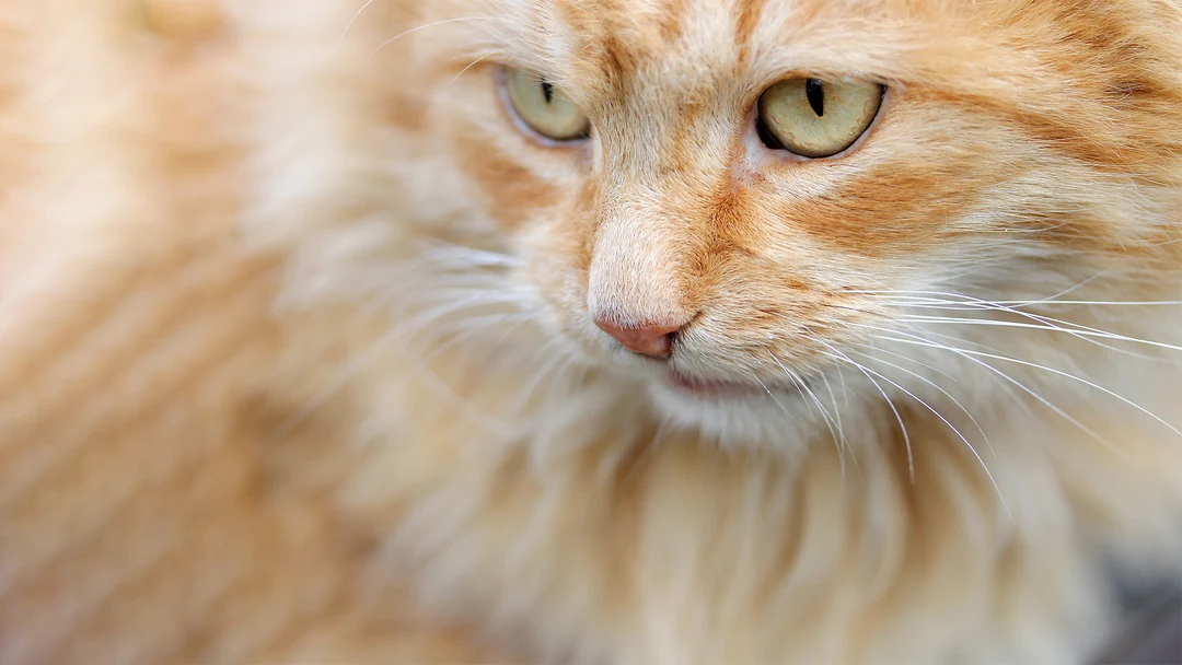 [1920x1080] Close Up | Scrolller