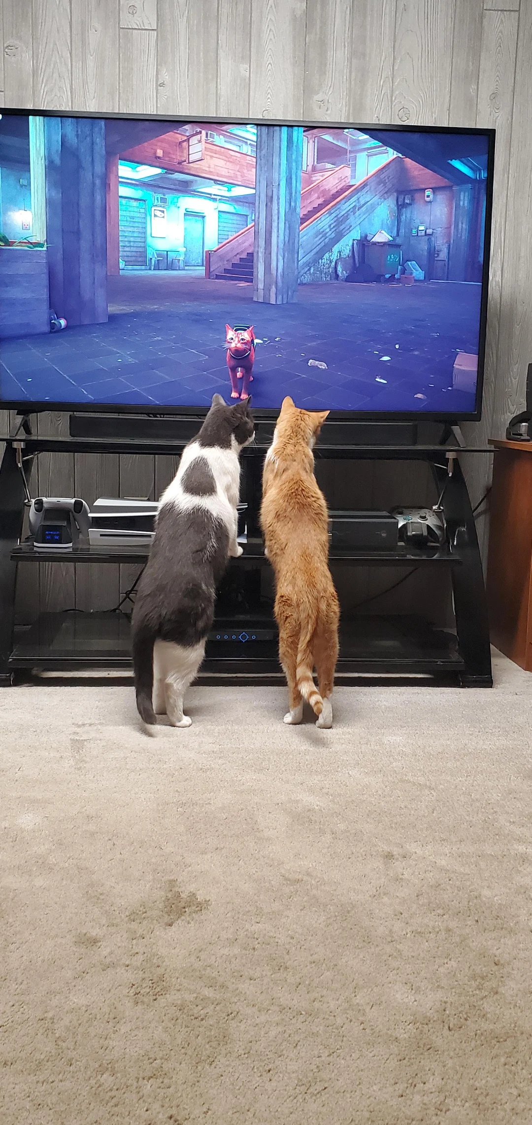 No Twitch channel, but I still have viewers. | Scrolller