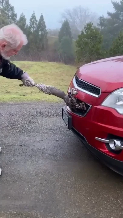 Turkey Season | Scrolller