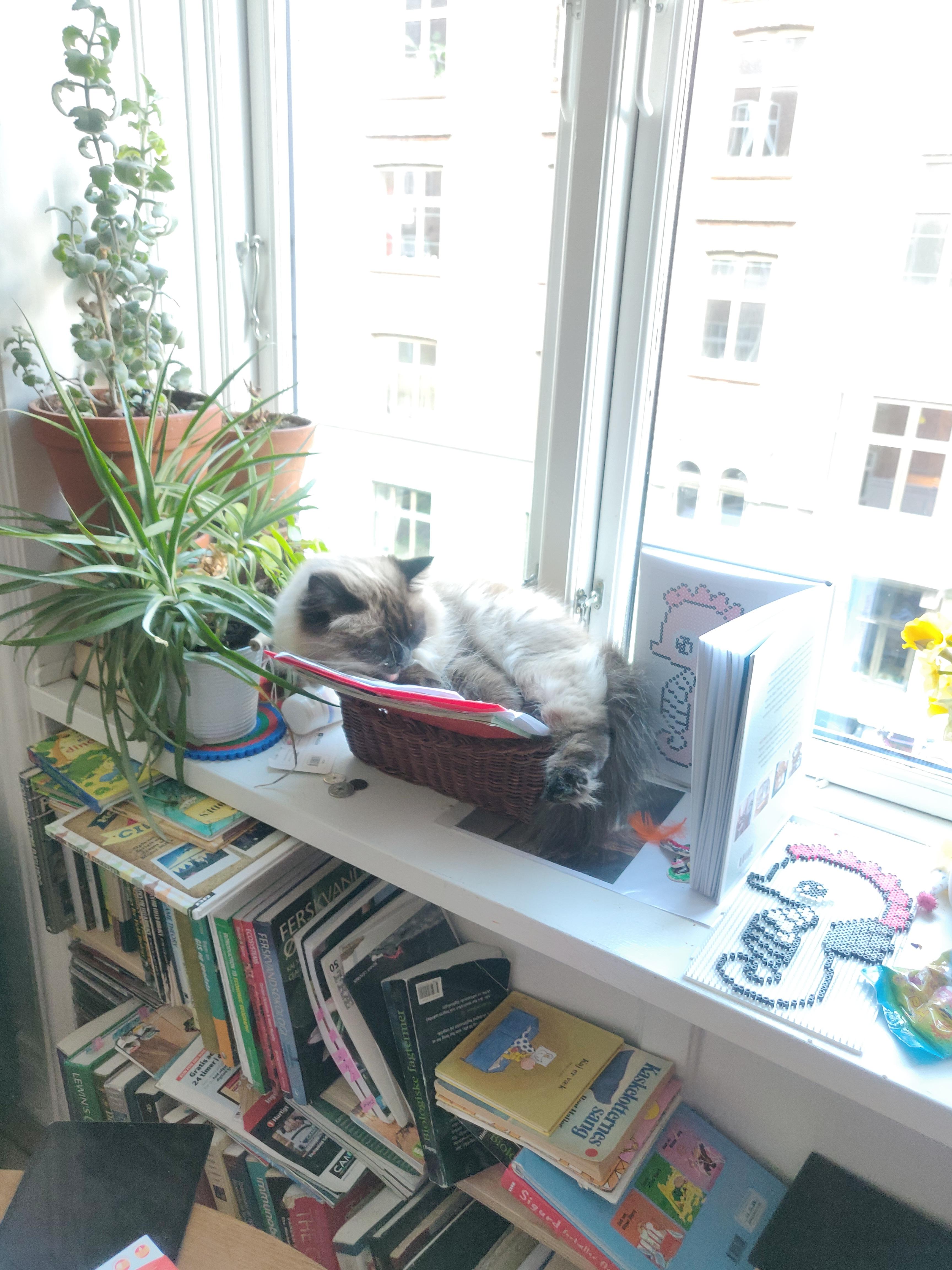 If I fits, I sits | Scrolller