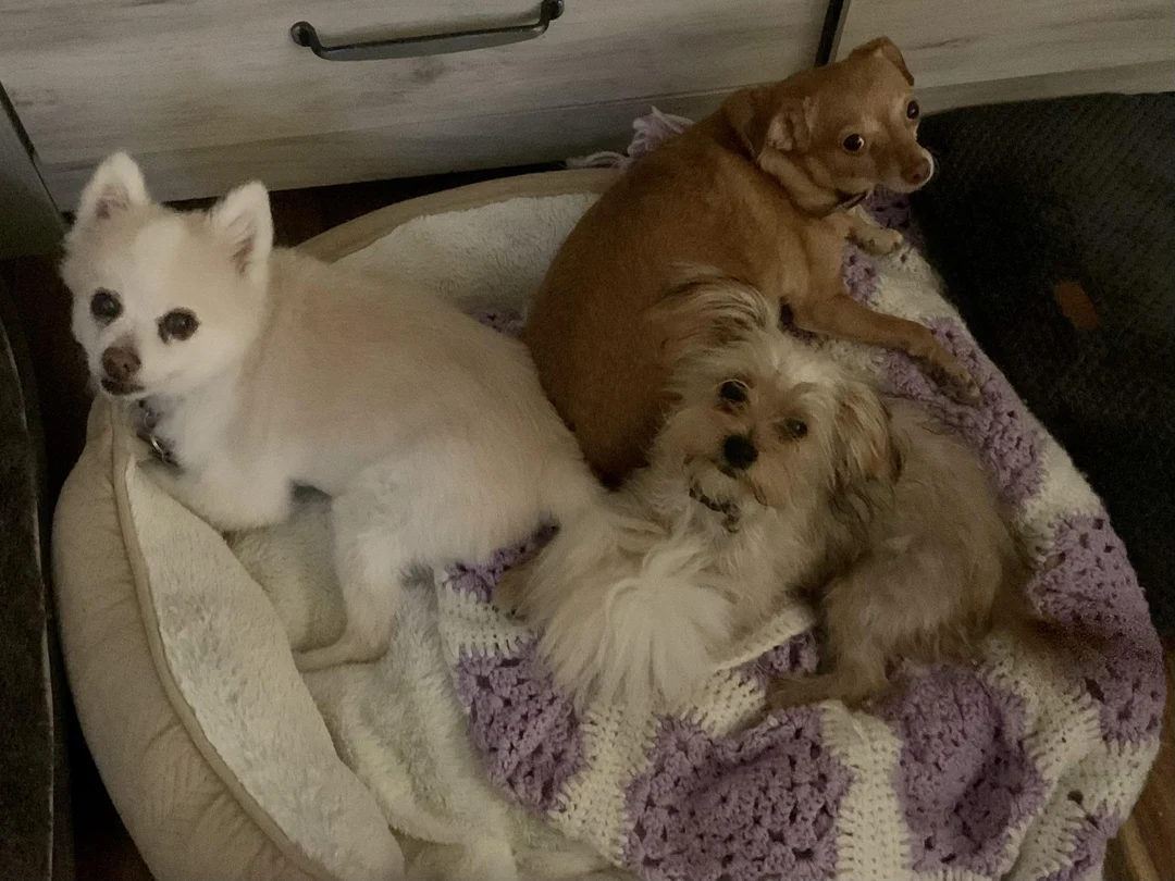 They all have their own beds but… | Scrolller