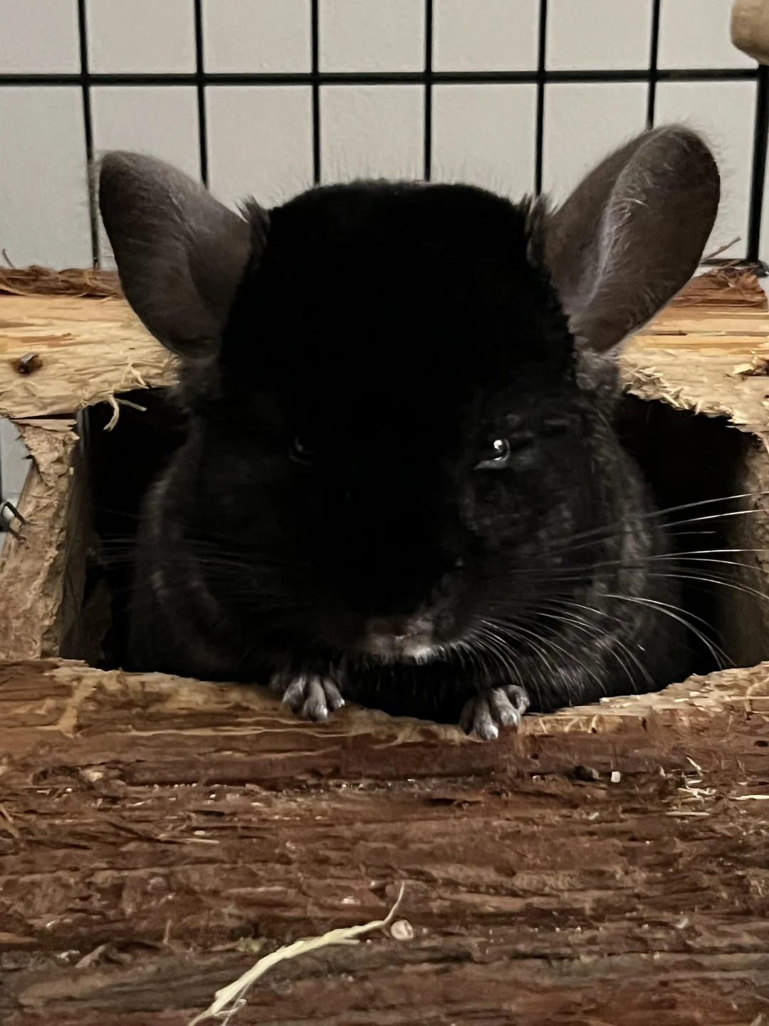 What is he planning? | Scrolller