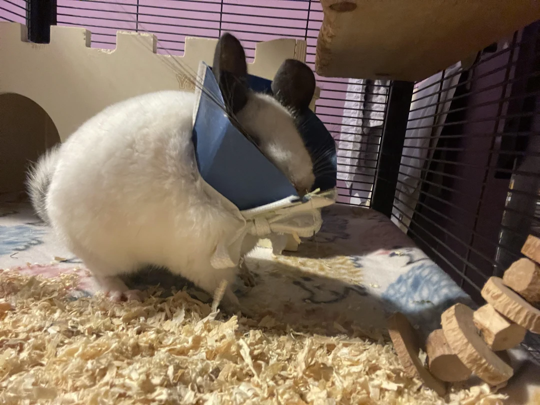 Post op cone recommendations | Scrolller