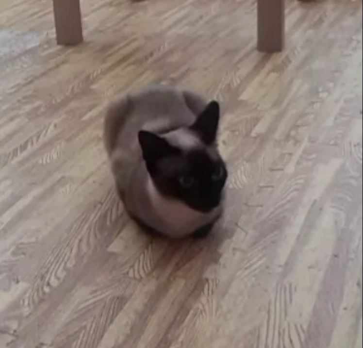 Purrfect. | Scrolller