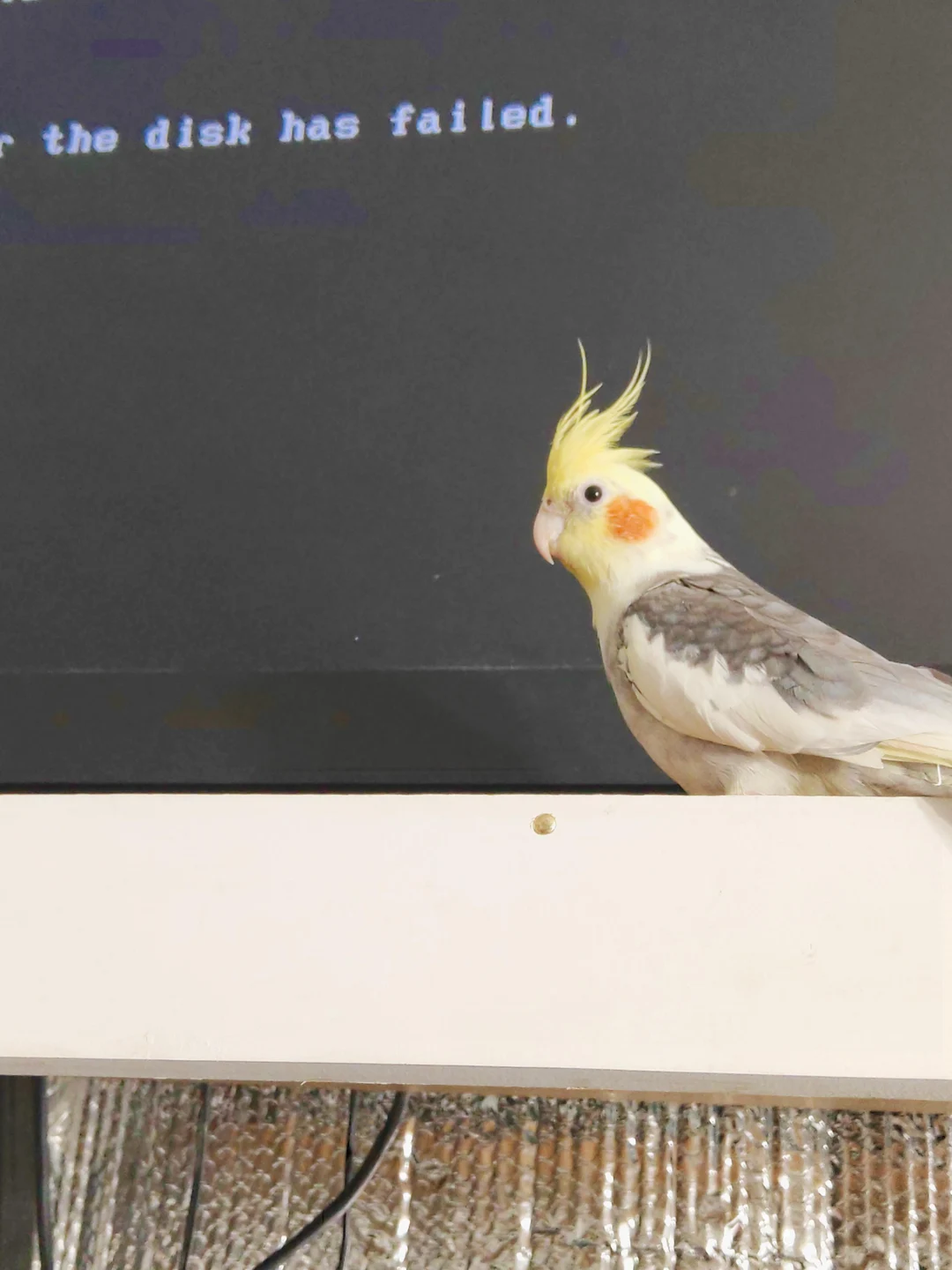 the disk has failed. | Scrolller