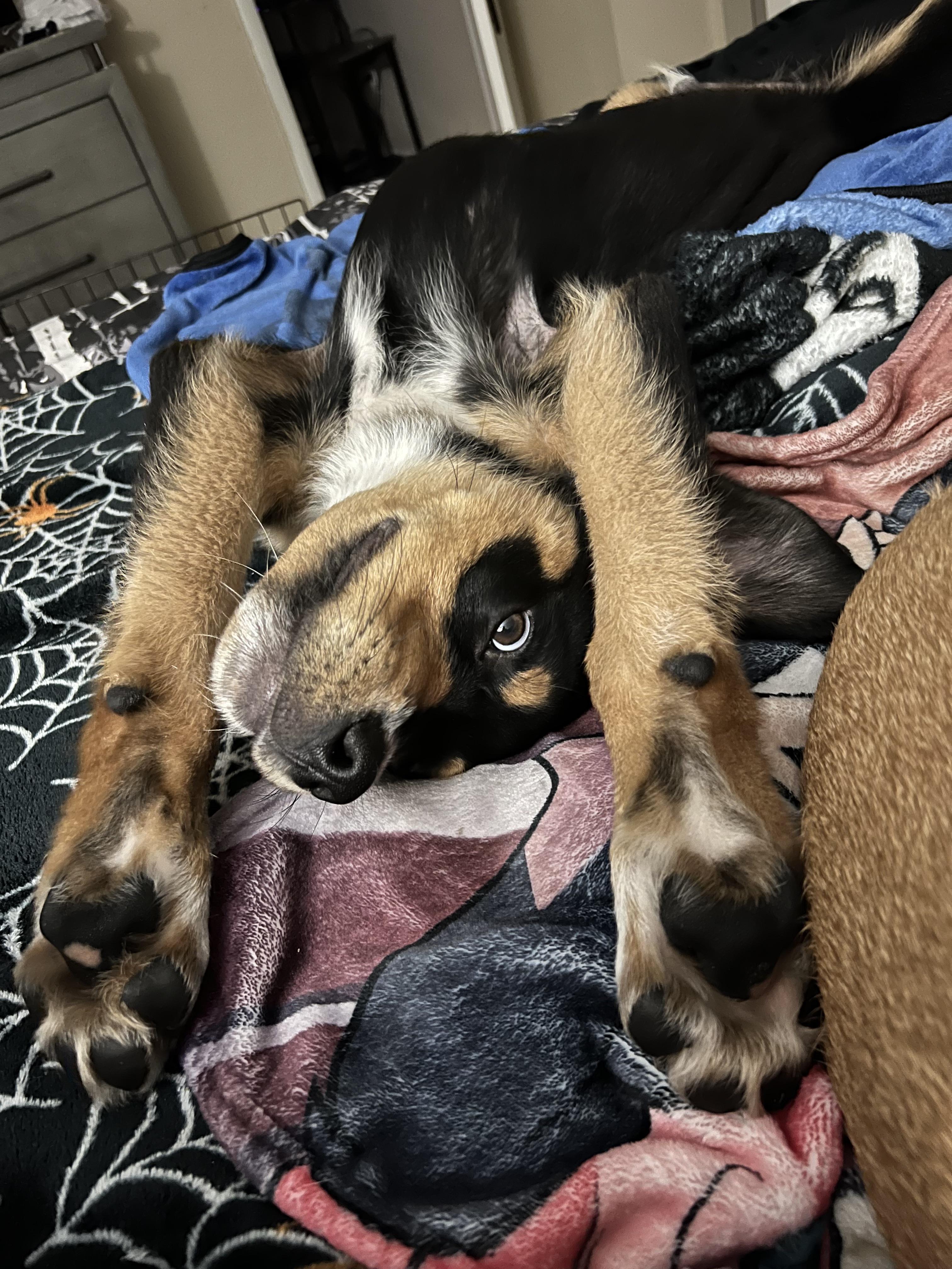 Just my super pup to the rescue with his toe beans | Scrolller