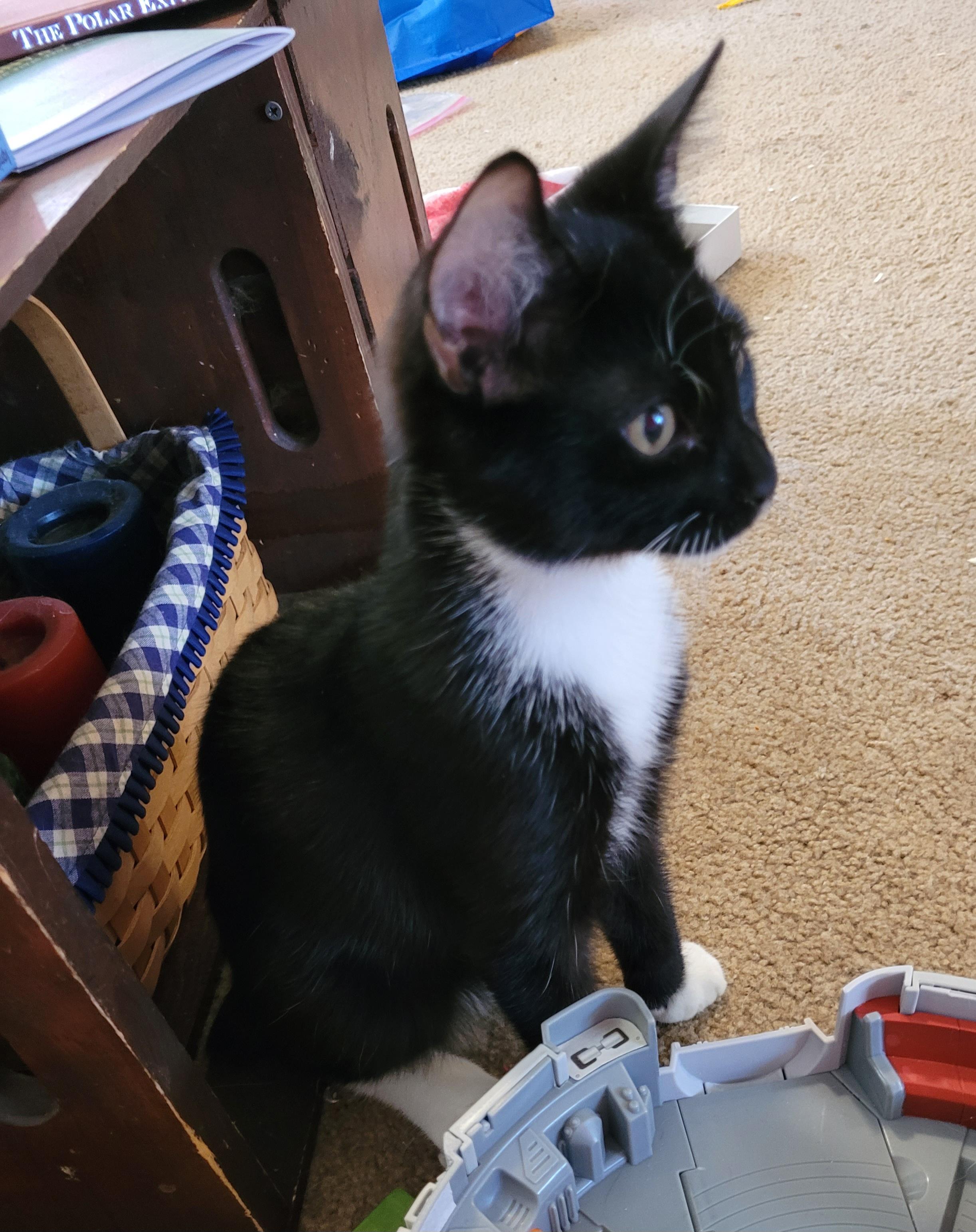 Guard Cat | Scrolller