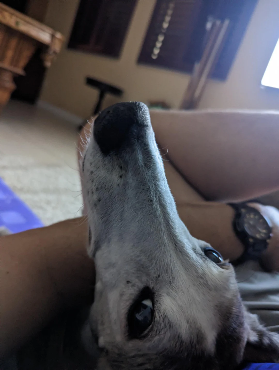 How did we get so lucky - love this doggo so much | Scrolller