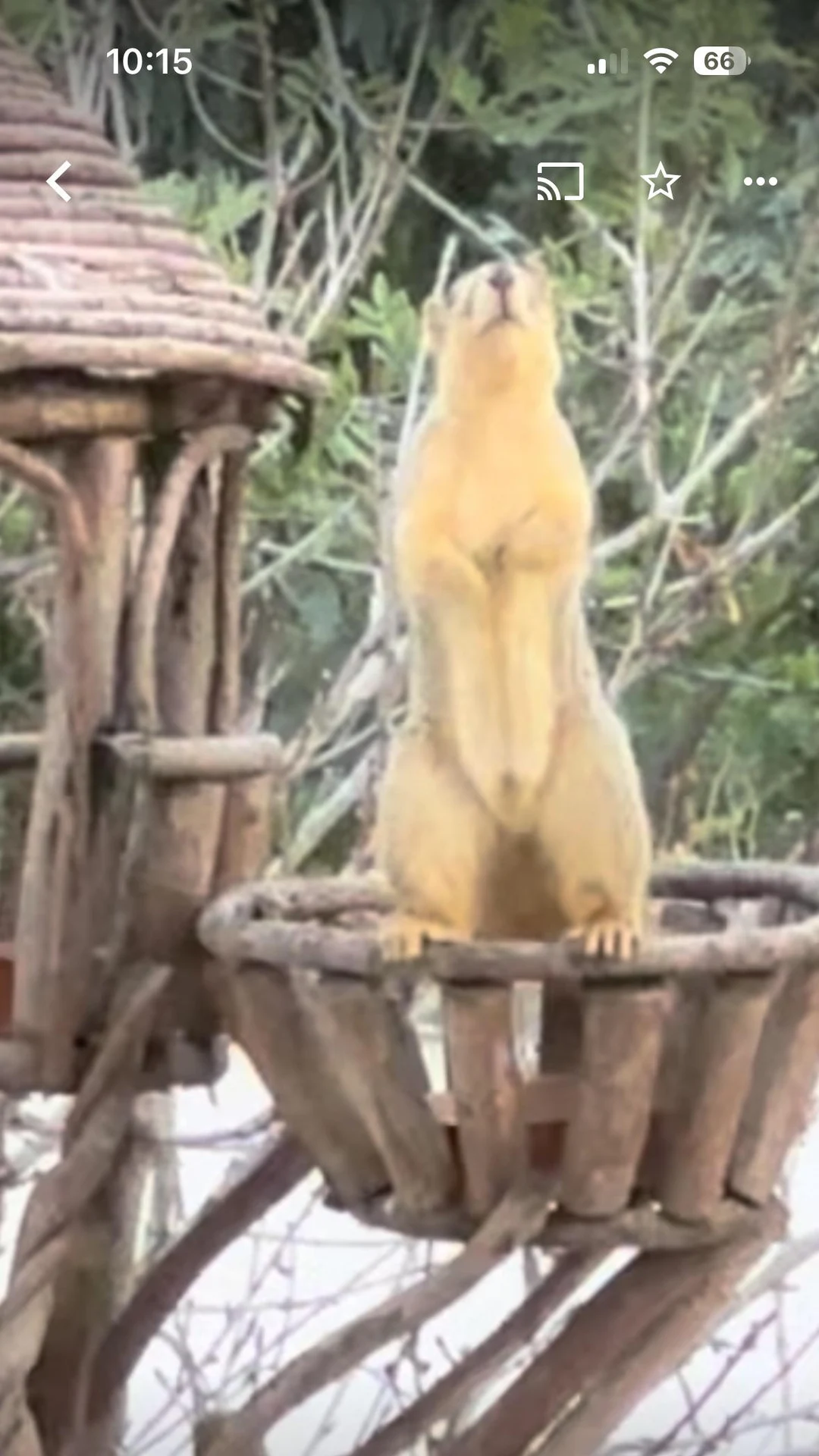 My little squirrel bear sniffing the new bird feeder | Scrolller