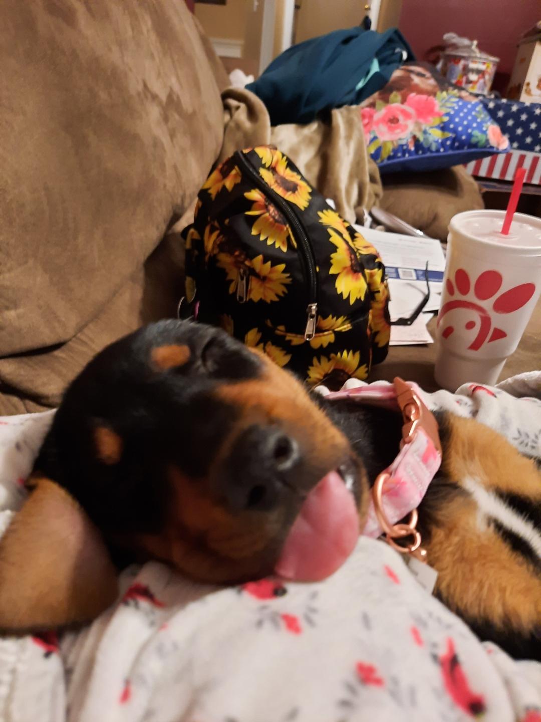 New puppy :) | Scrolller