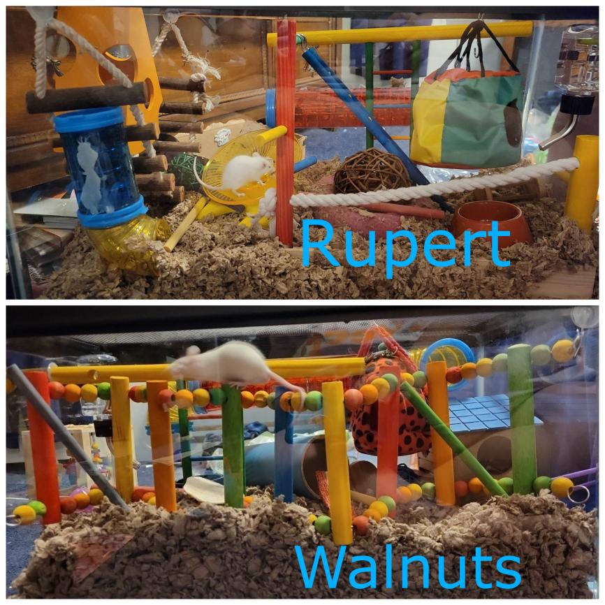 Is this too much in their tanks? | Scrolller