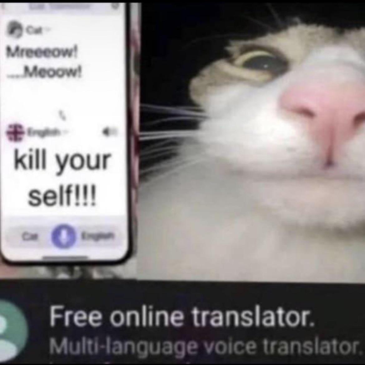 Translate | Scrolller