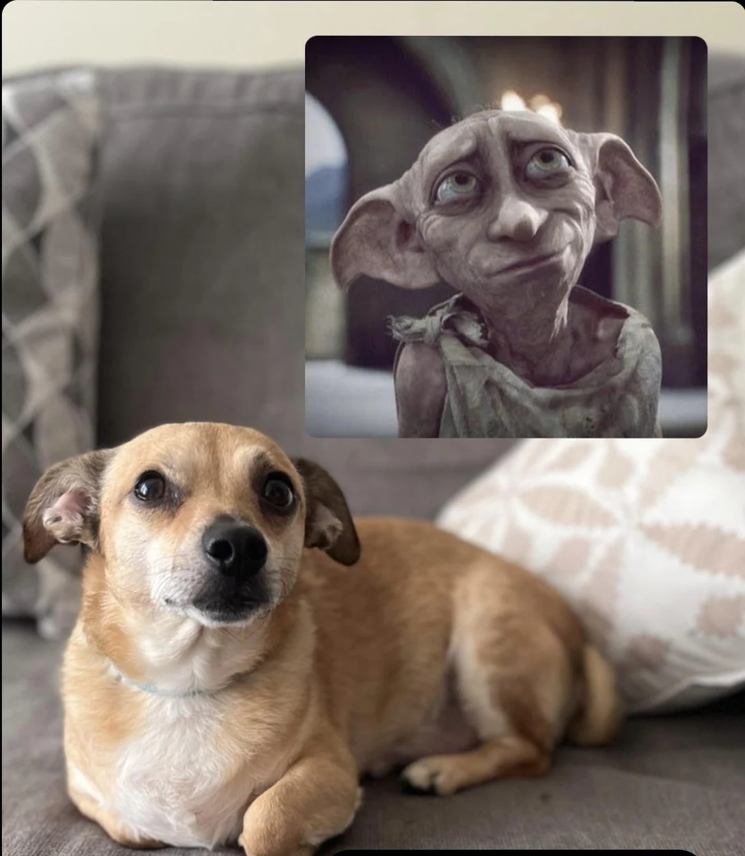 Is our dog twins with Dobby the house elf from Harry Potter? | Scrolller