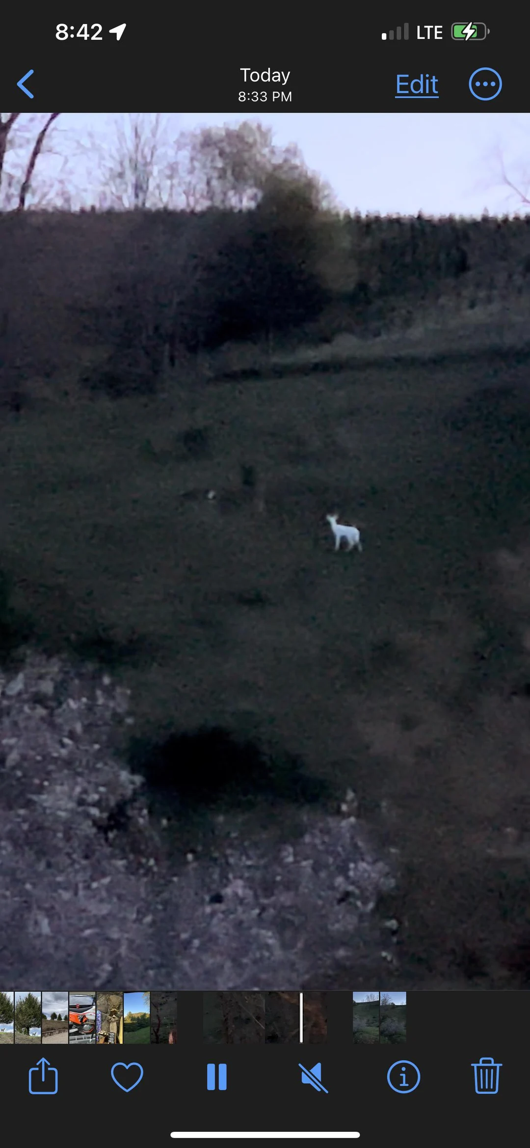 Albino Deer | Scrolller
