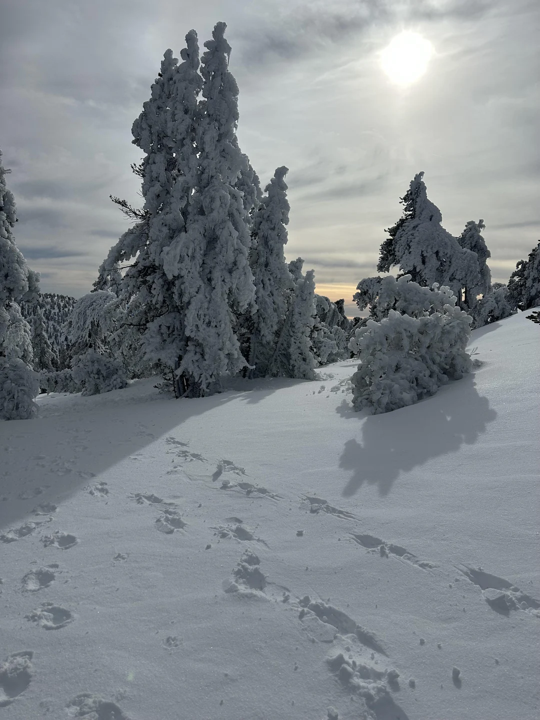 A little more r/winterporn from cali! This place looked almost alien, impossibly beautiful ...