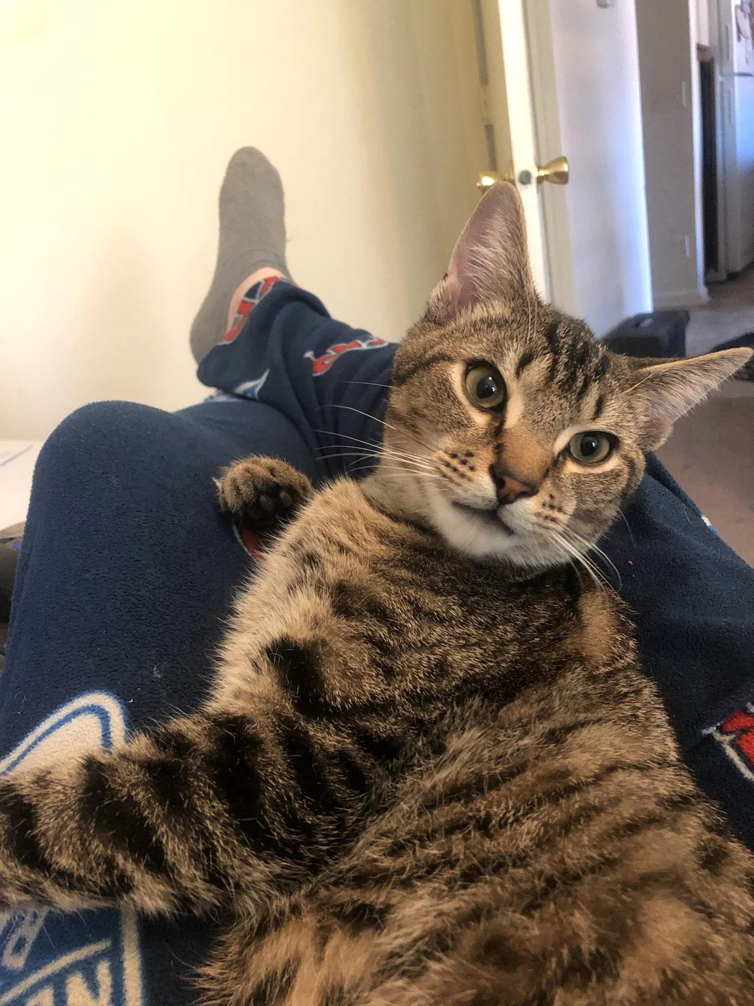 Roar!!!! | Scrolller