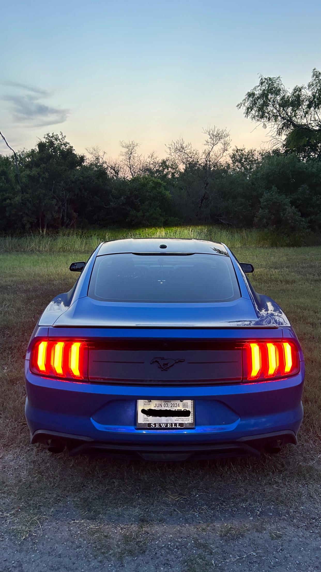 Mustang in Nature | Scrolller