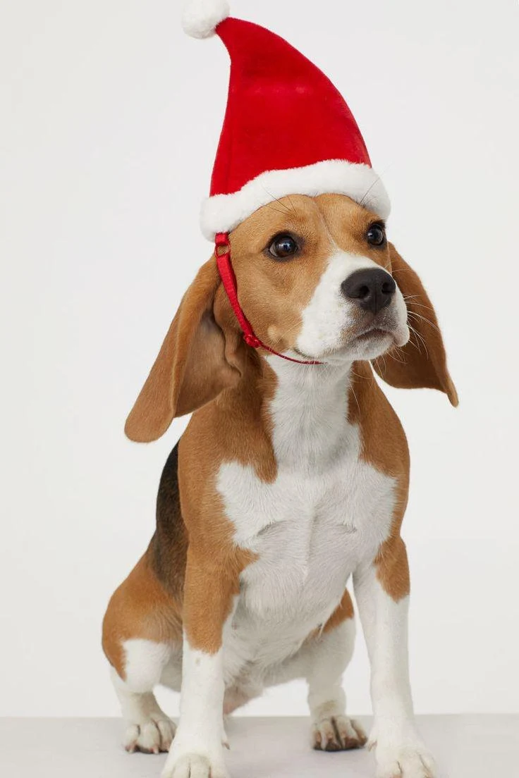 This Cute Beagle Hound 🐶 🎅 🎄 | Scrolller