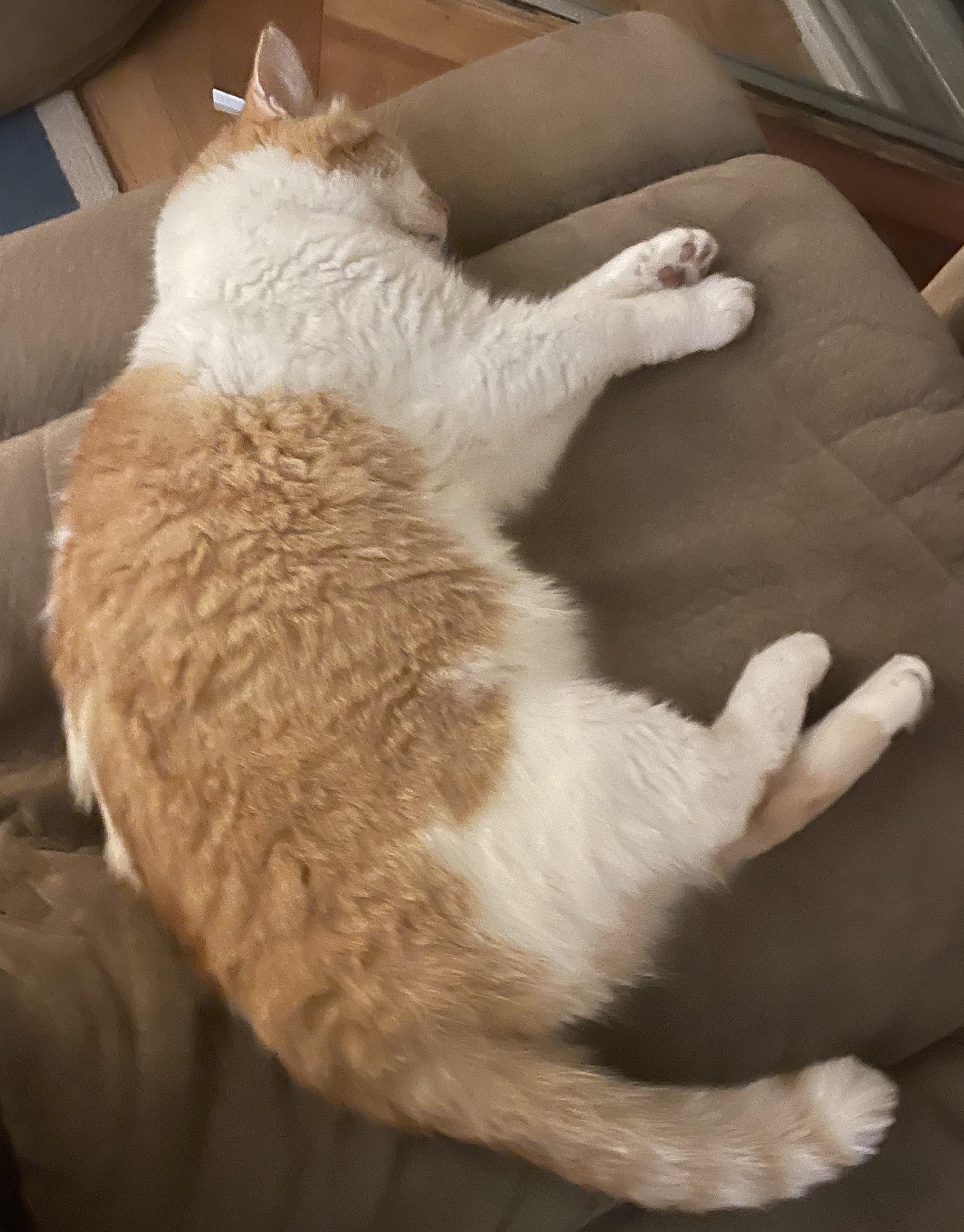 My (very) cute cat Buttercup sleeping on my recliner | Scrolller