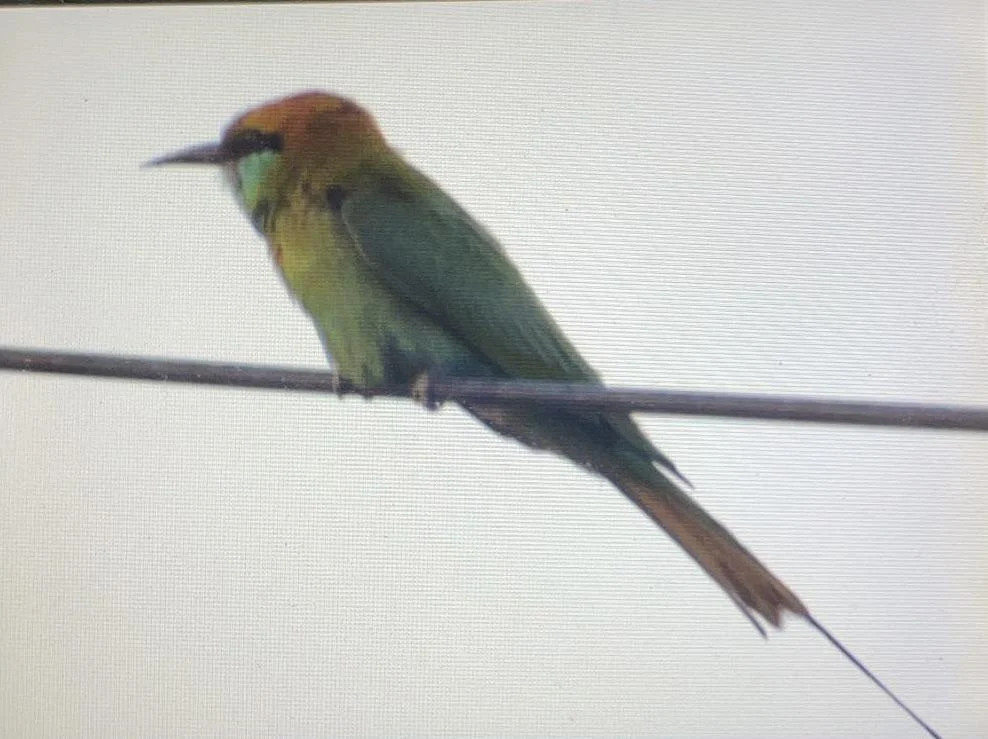 What’s the name of this bird? | Scrolller