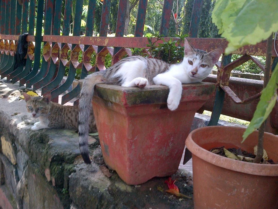 Cat most preferable place = "THE POT" | Scrolller