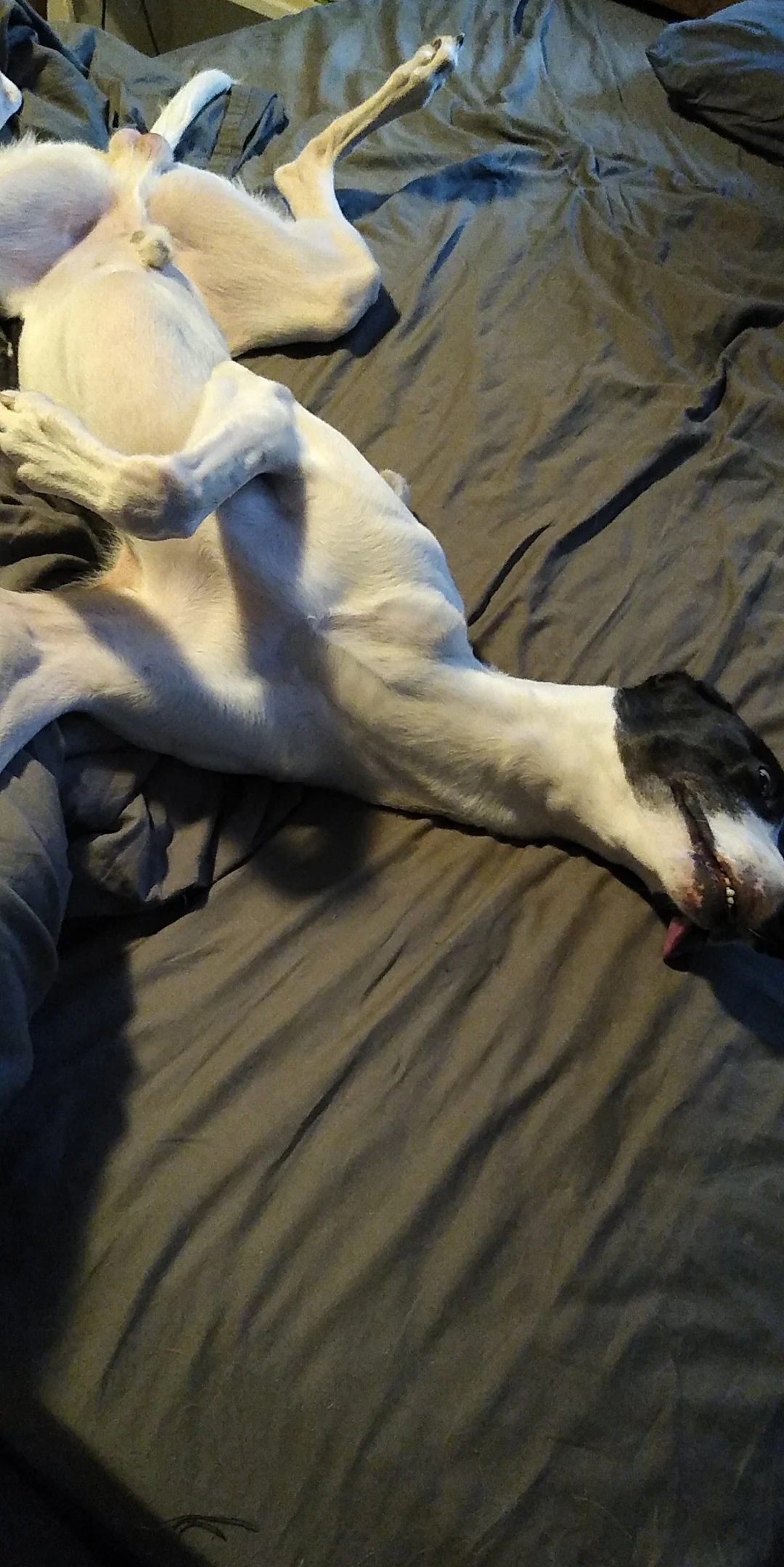 Greyhounds are truly the most majestic of creatures... | Scrolller