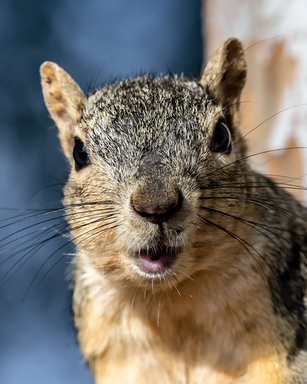 Mother Squirrel | Scrolller
