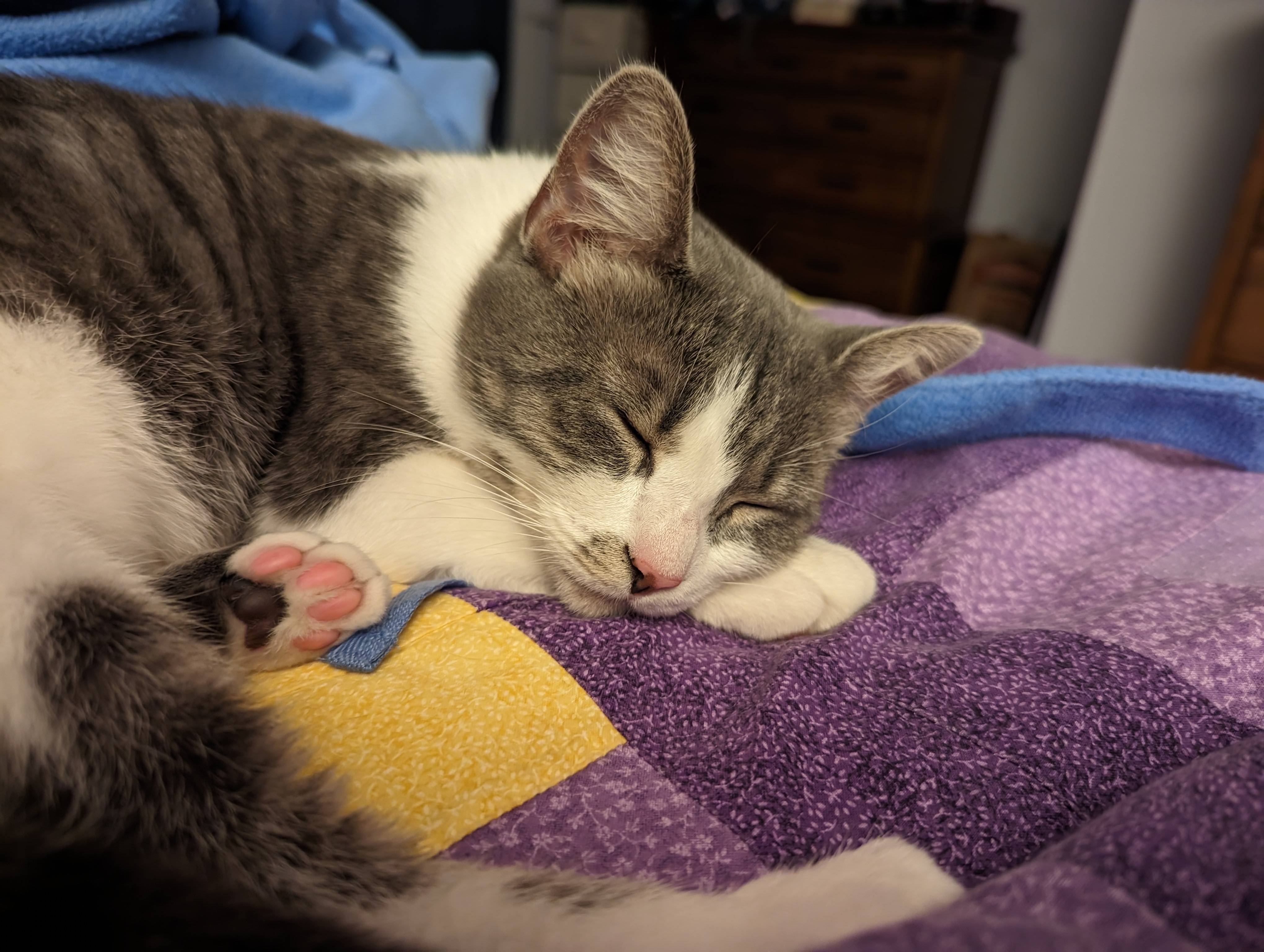 Our new Oreo cookie monster snoozin'. Meet Jade! | Scrolller