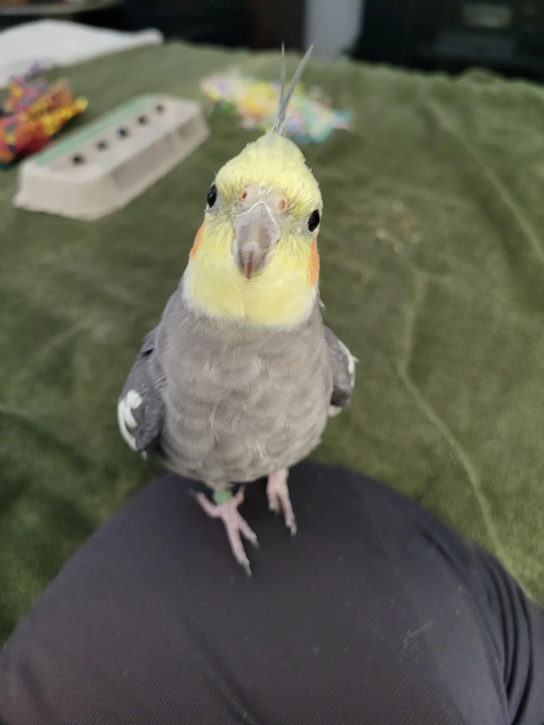 Gizmo sitting on my lap like a sweet little boy | Scrolller