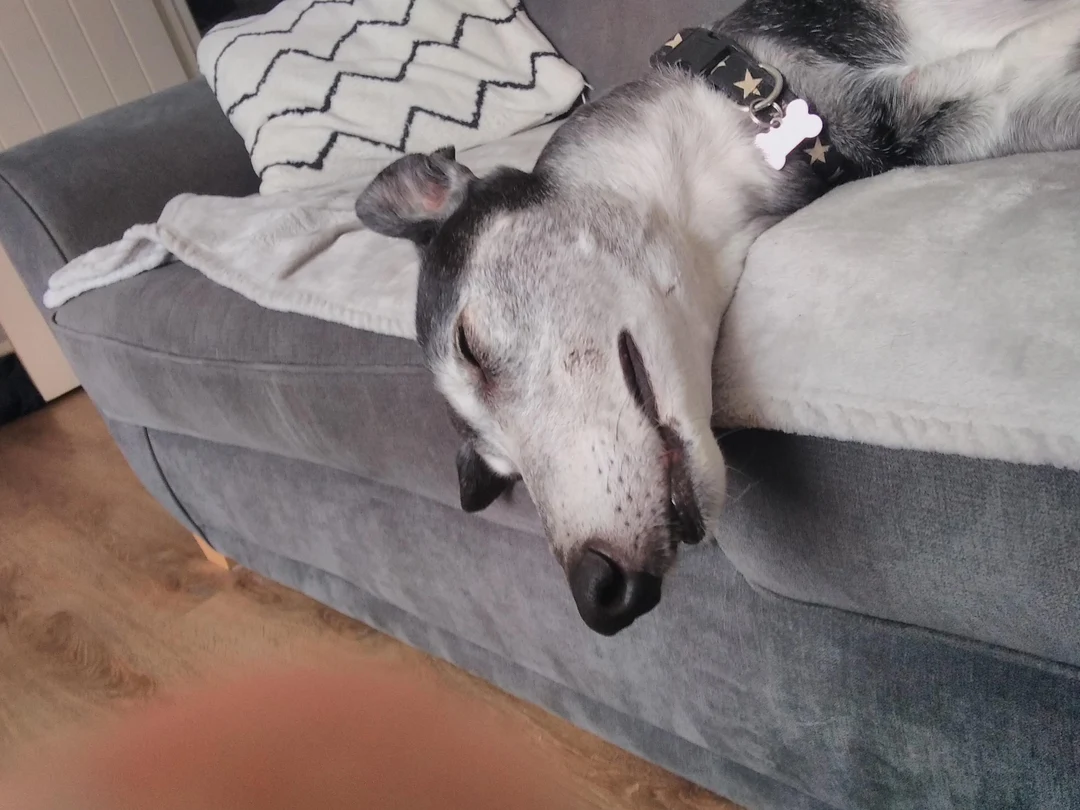 Sleepy Suzie. | Scrolller