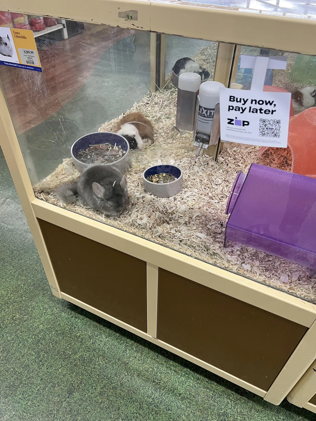 Our new addition | Scrolller