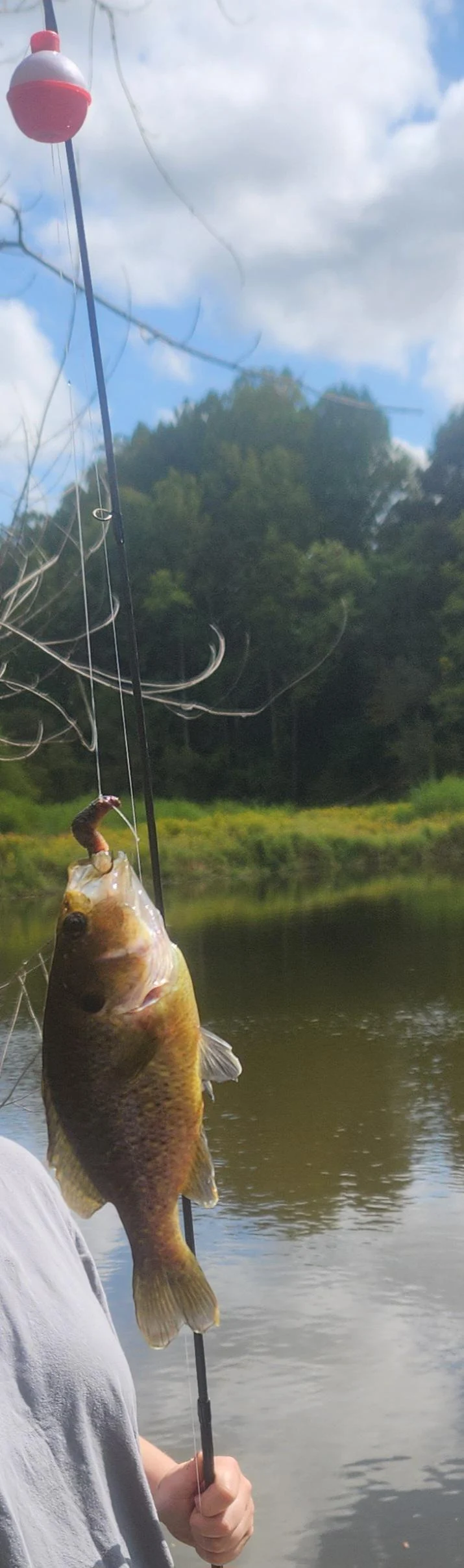 What is this Fish? | Scrolller