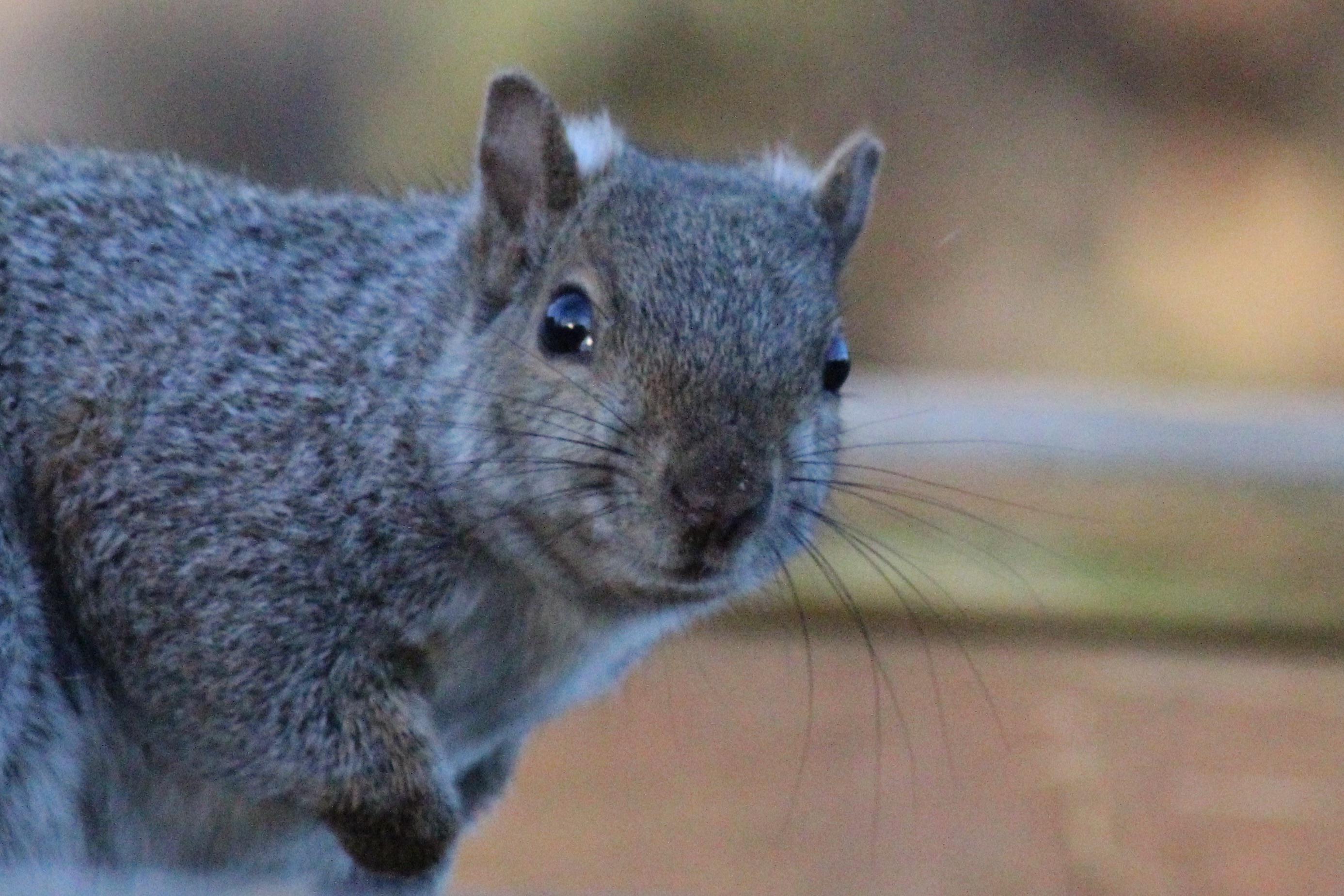 I love her whiskers and ear tufts | Scrolller