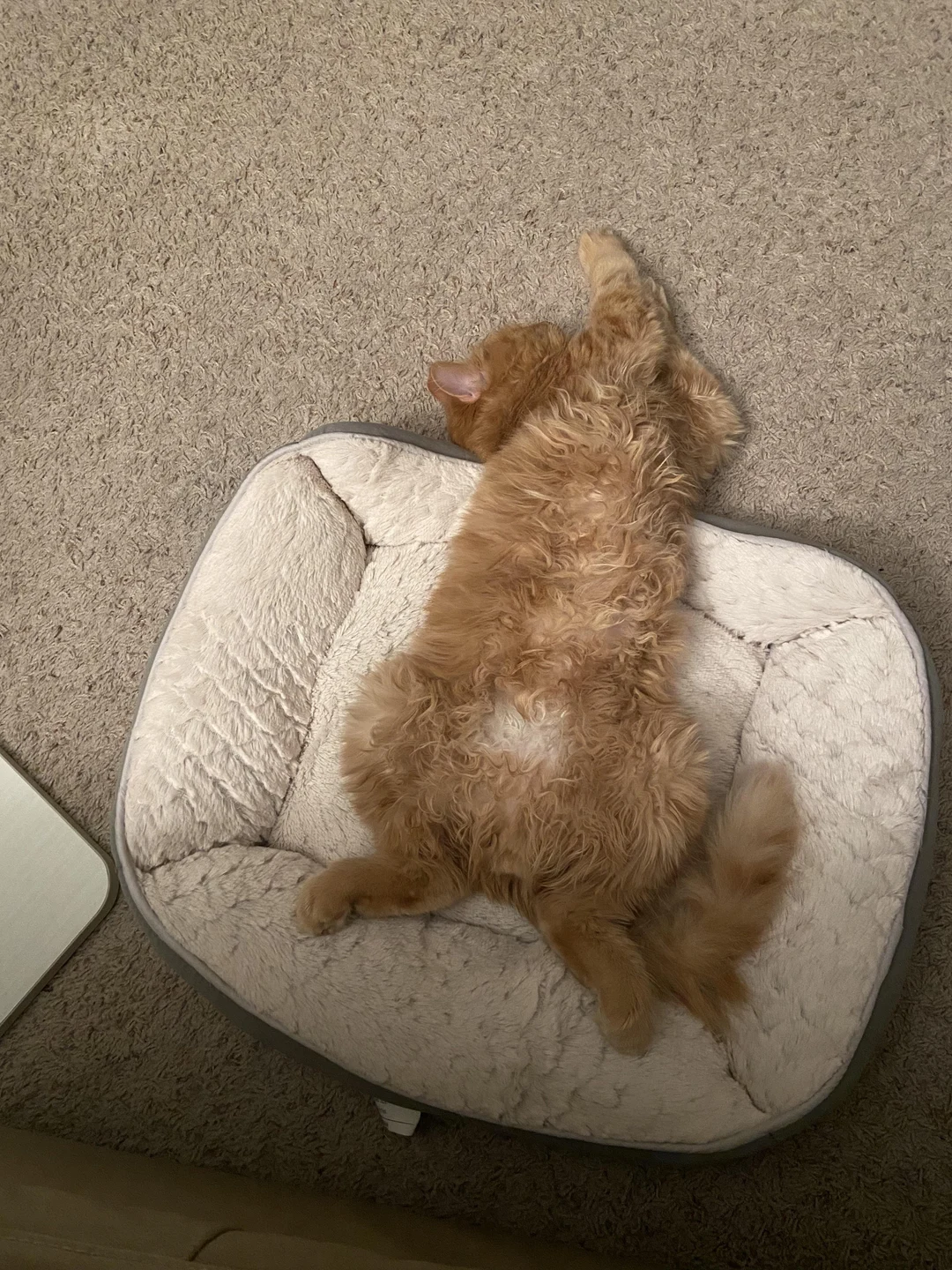 Obsessed with the Siberian belly sploot | Scrolller