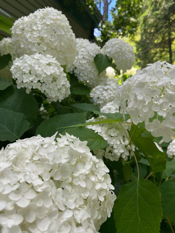 Discover more like WHITE: White Hydrangeas and Related Content | Scrolller